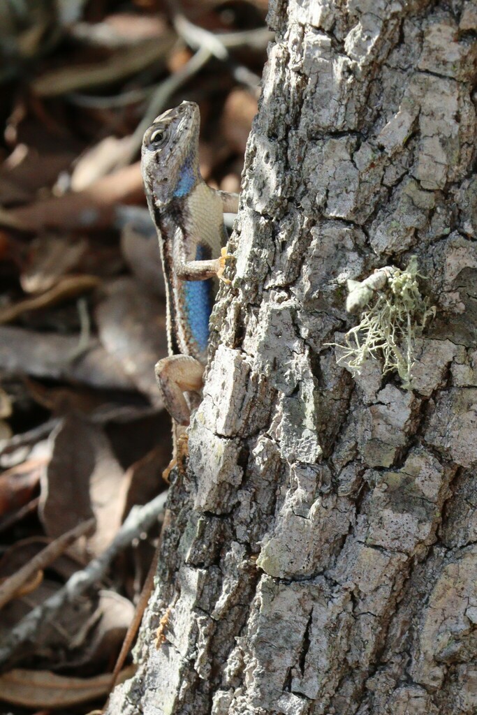 Florida Scrub Lizard in October 2024 by LW Ridge · iNaturalist