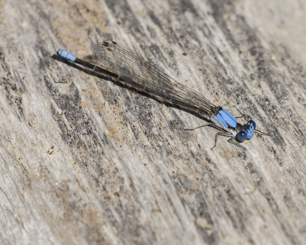Blue-fronted Dancer from Trimmier WMA, Bell County, TX, USA on October ...
