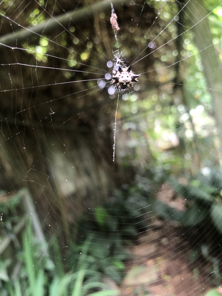 Black-and-white Spiny Spider from Luzon, Tagaytay City, Cavite, PH on ...