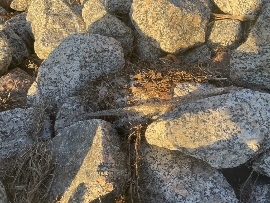 Colubrine Snakes from Citadel Dr, Sneads Ferry, NC, US on October 19 ...