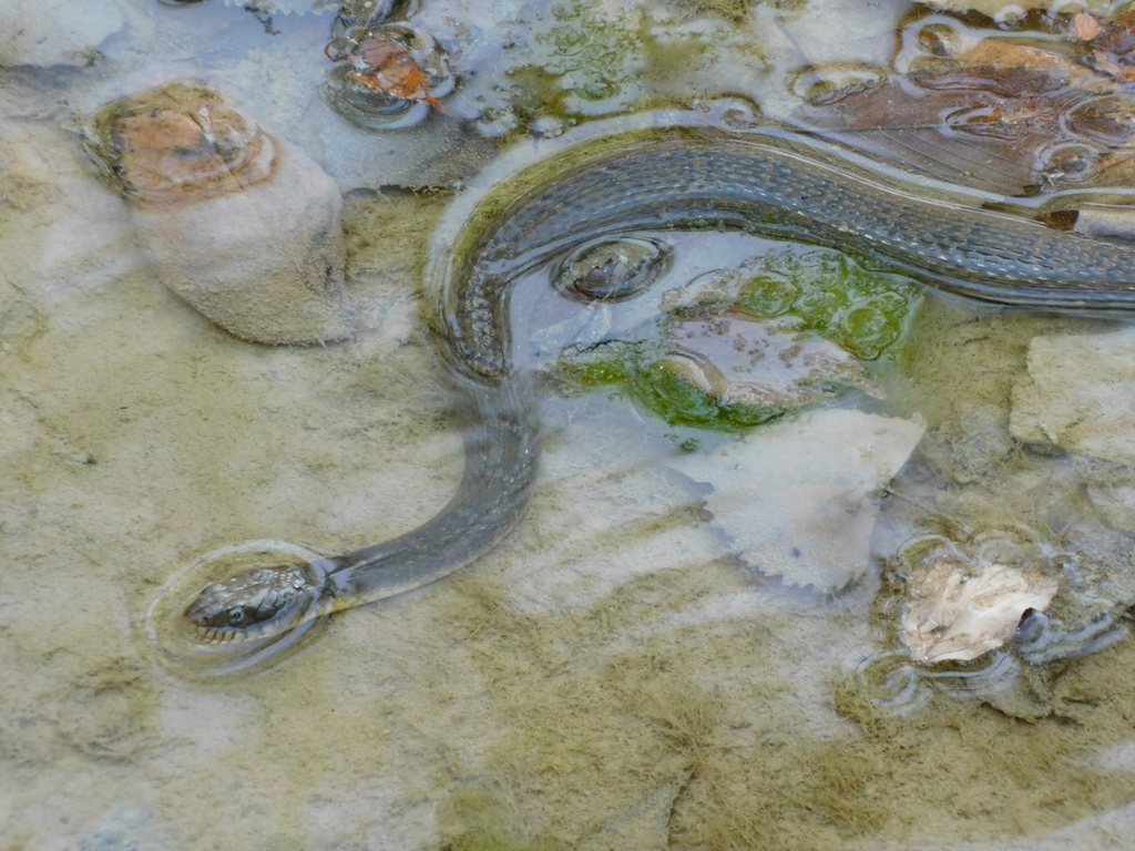 Plain-bellied Watersnake from Chase County, KS, USA on October 19, 2024 ...