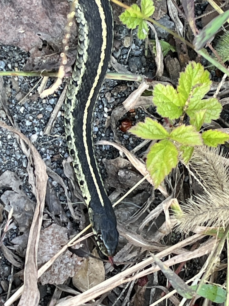 Common Garter Snake from Lexington Dr, Ashburn, VA, US on October 13 ...