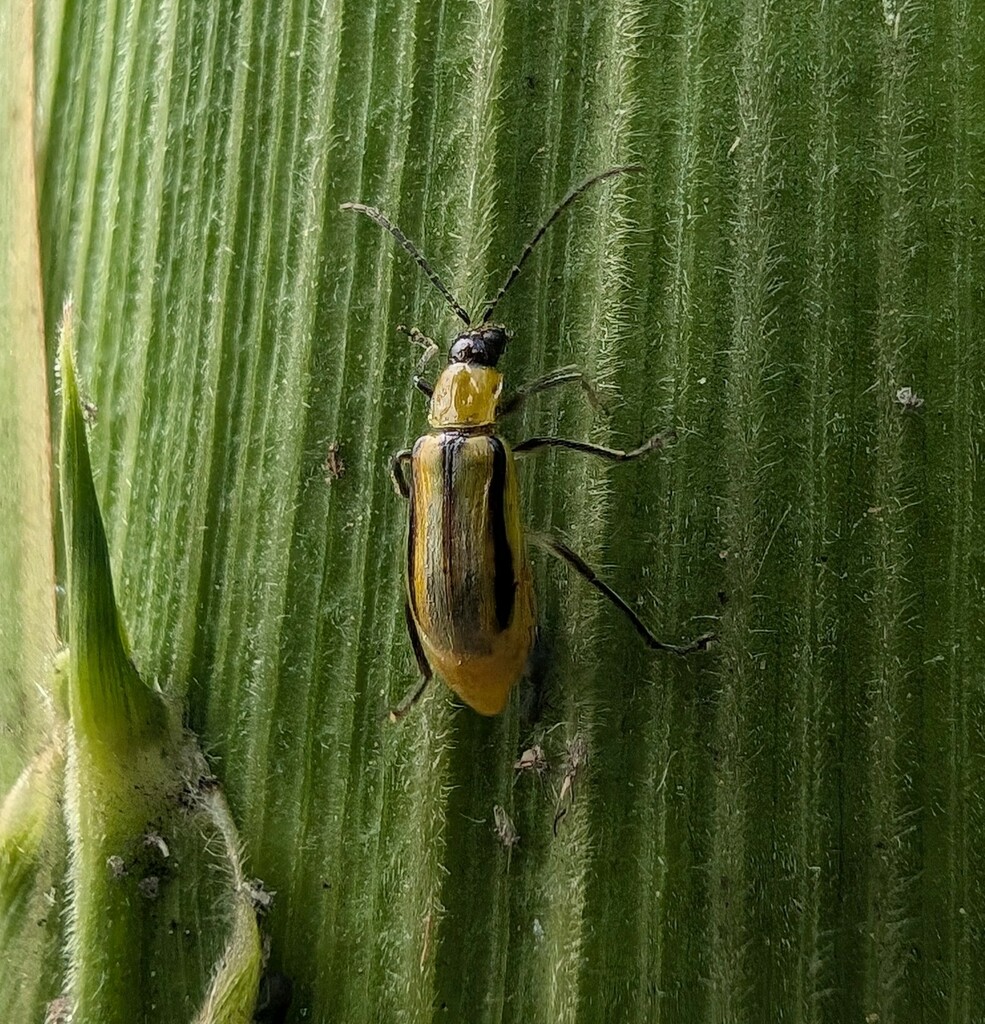 Western Corn Rootworm from Multnomah County, OR, USA on October 16 ...