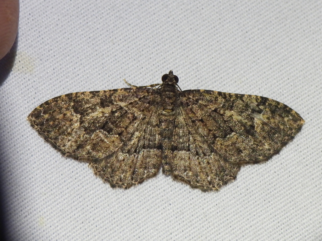 Somber Carpet Moth from Harmony Hills, Fort Worth, TX, USA on October ...