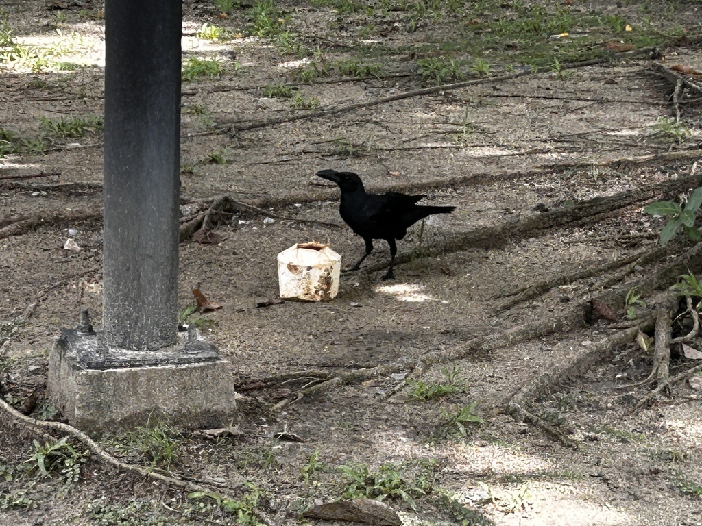 Large-billed Crow from Queen Sirikit Park, Bangkok, Bangkok, TH on ...