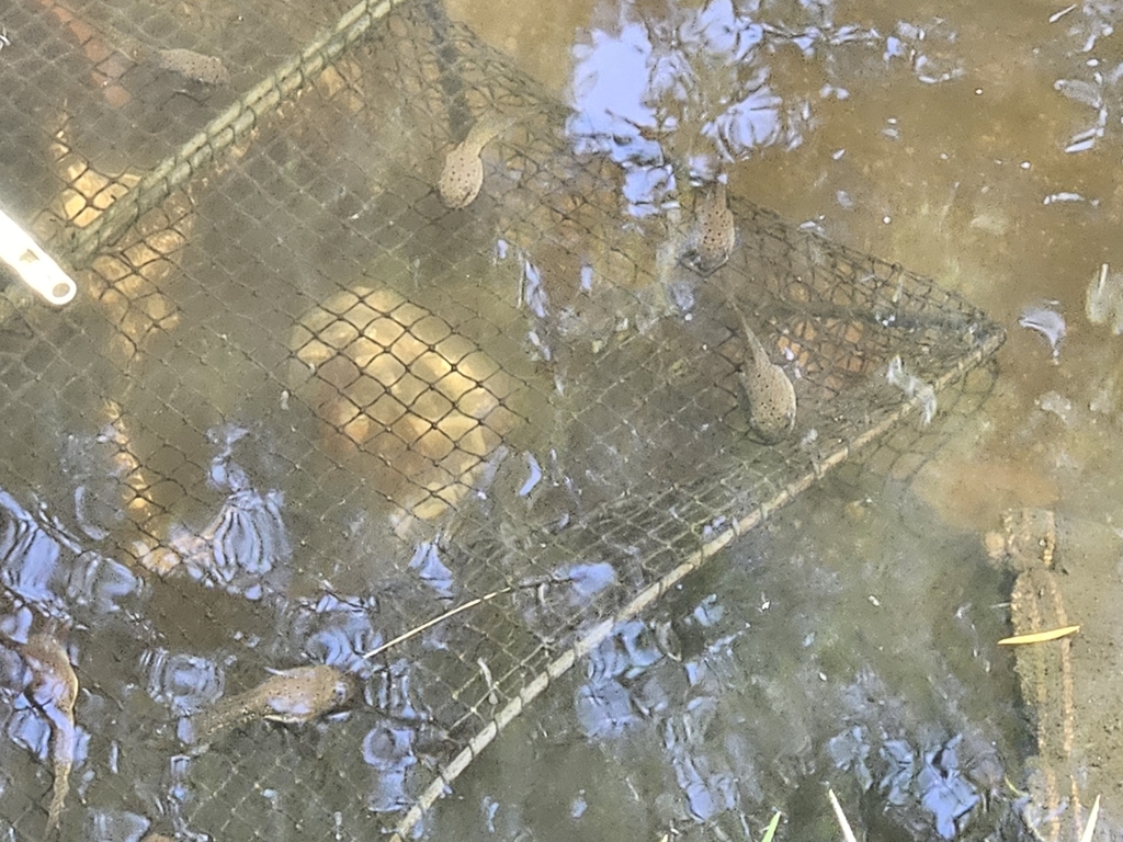 American Bullfrog from 3449-1 Tsumuura, Naoshima, Kagawa District ...