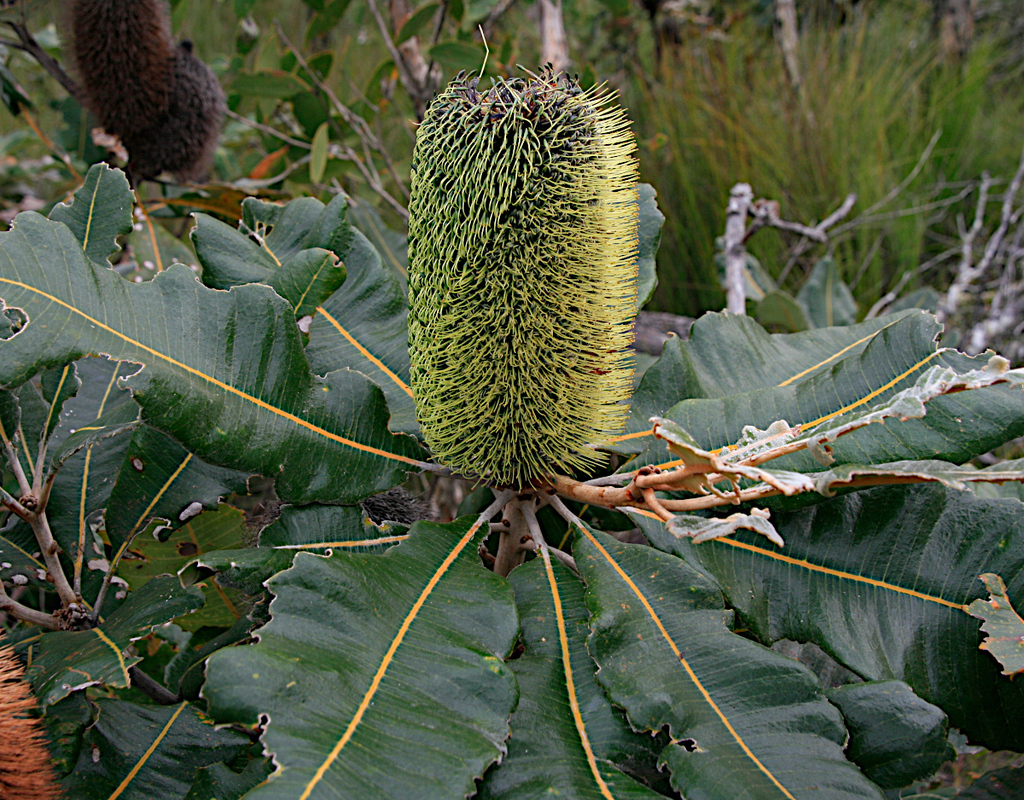 Swamp Banksia from Byfield NP, Stockyard QLD, Australia on July 26 ...