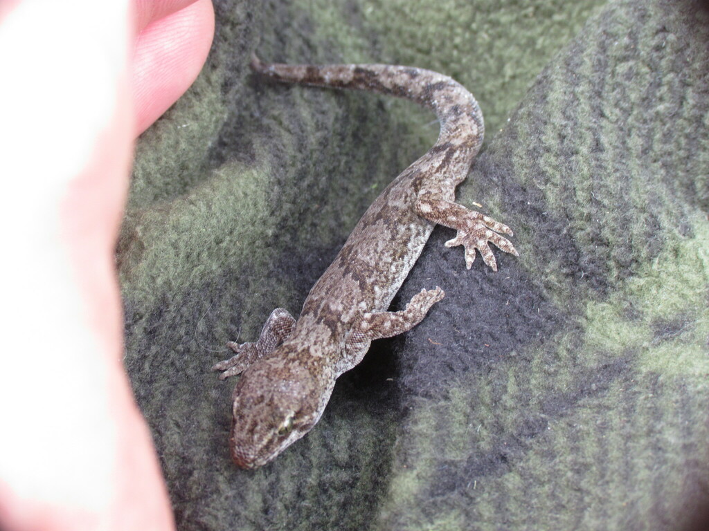 New Zealand Brown Geckos in October 2024 by ian dench · iNaturalist