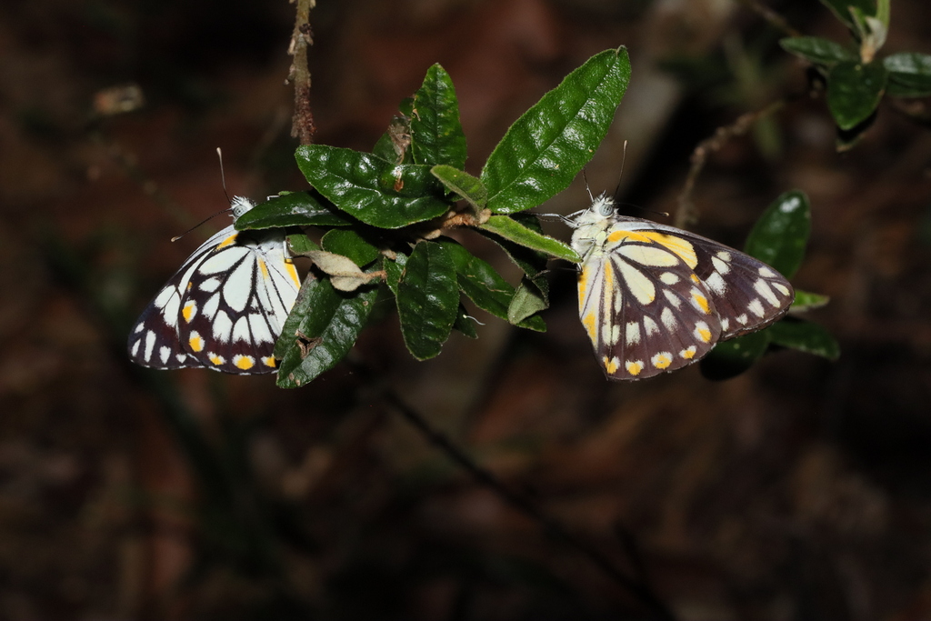 Caper White from Witta QLD 4552, Australia on October 19, 2024 at 08:58 ...