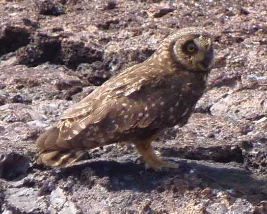 Galápagos Short-eared Owl (Asio flammeus galapagoensis) - Avian Discovery