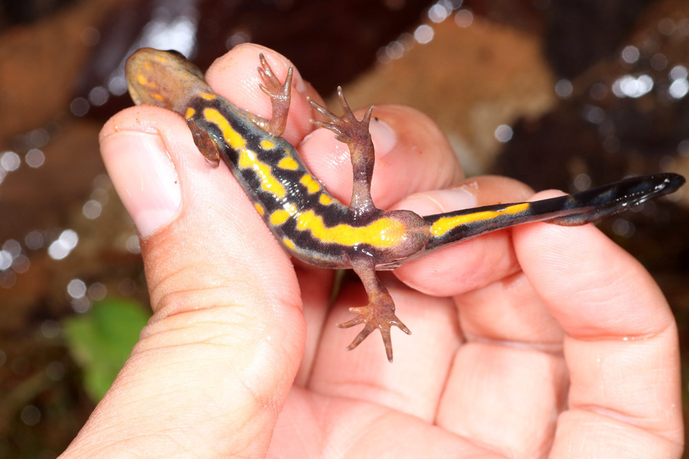 Blue-tailed Fire-bellied Newt from 中国云南省普洱市思茅区 on July 28, 2021 at 02: ...