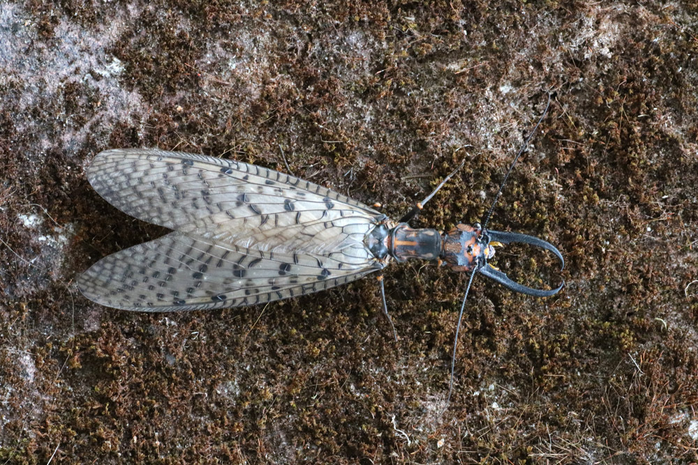 Acanthacorydalis yunnanensis from 中国云南省普洱市思茅区 on May 4, 2021 at 06:55 ...