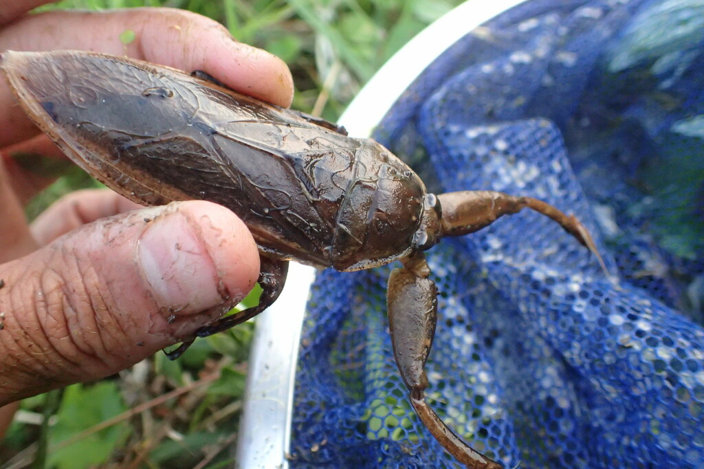 Oriental Giant Water Bug in July 2015 by hakkahamushi · iNaturalist