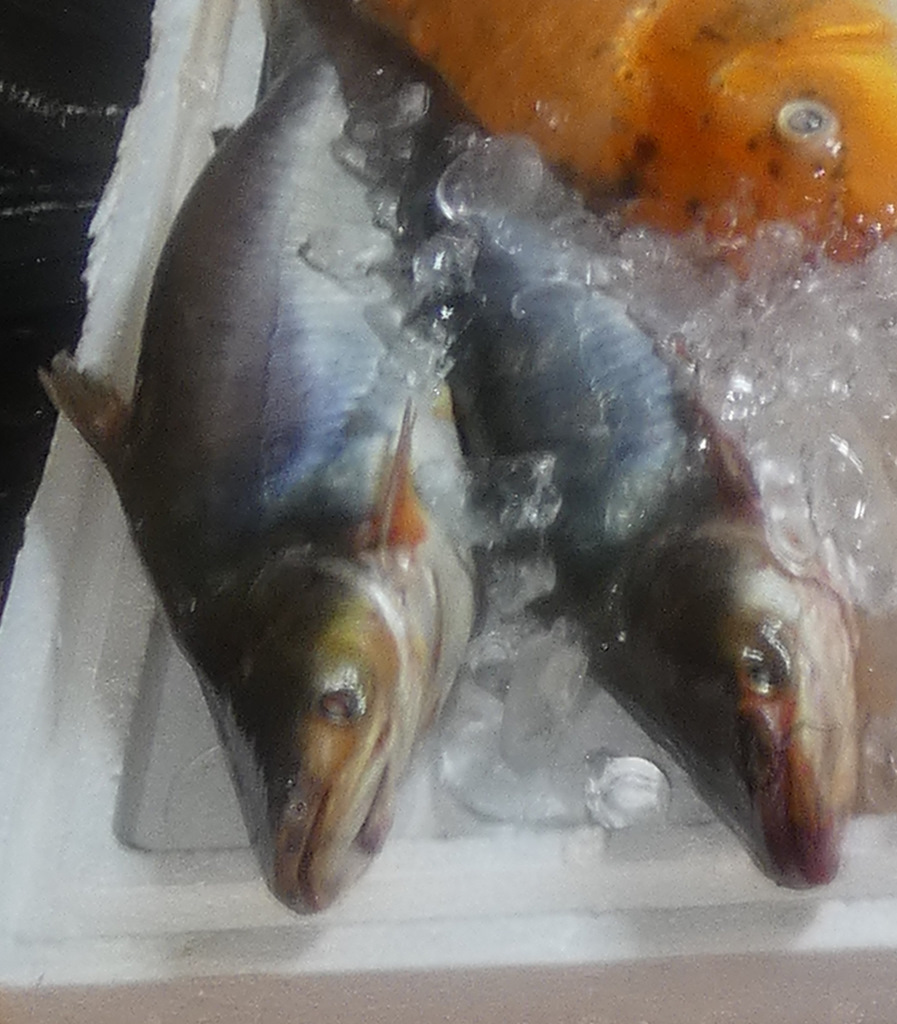 Shark Catfishes from Vientiane, Laos on October 20, 2024 at 11:19 AM by ...