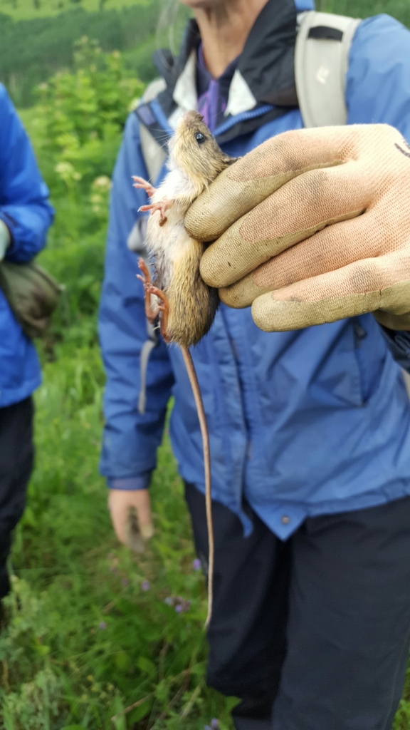 Western Jumping Mouse (Mammals of Sagehen Creek Basin, CA) · iNaturalist