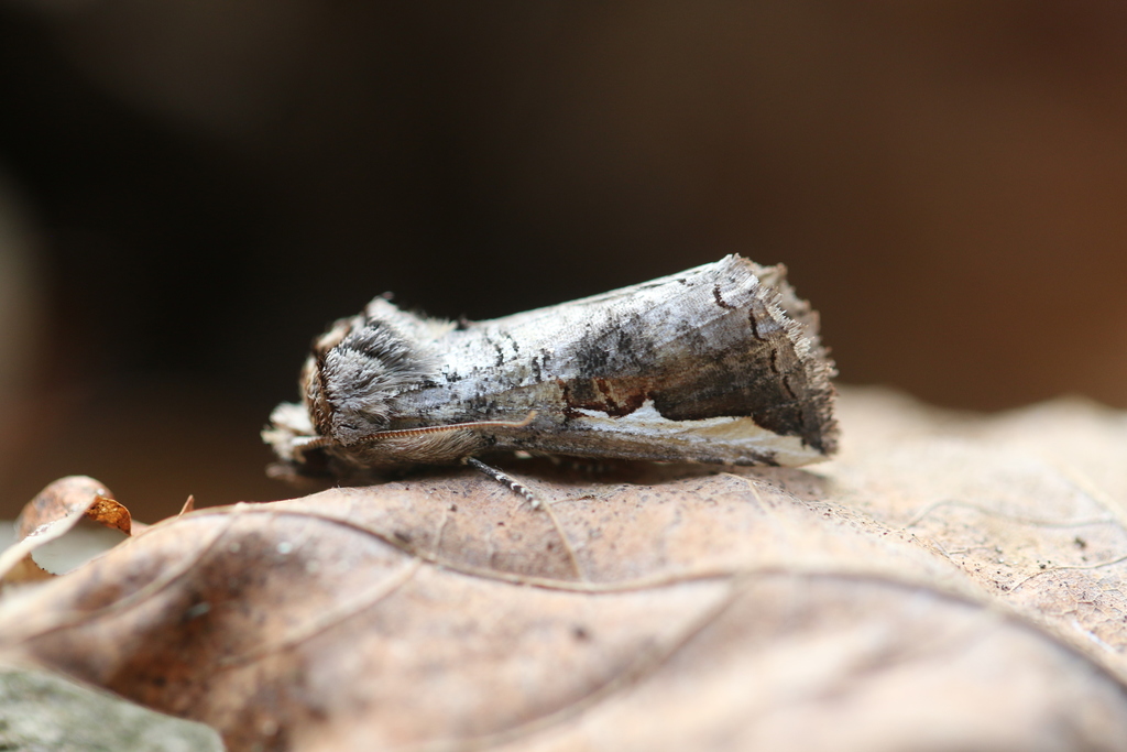 Red-humped Oakworm Moth from Norfolk County, ON, Canada on July 08 ...