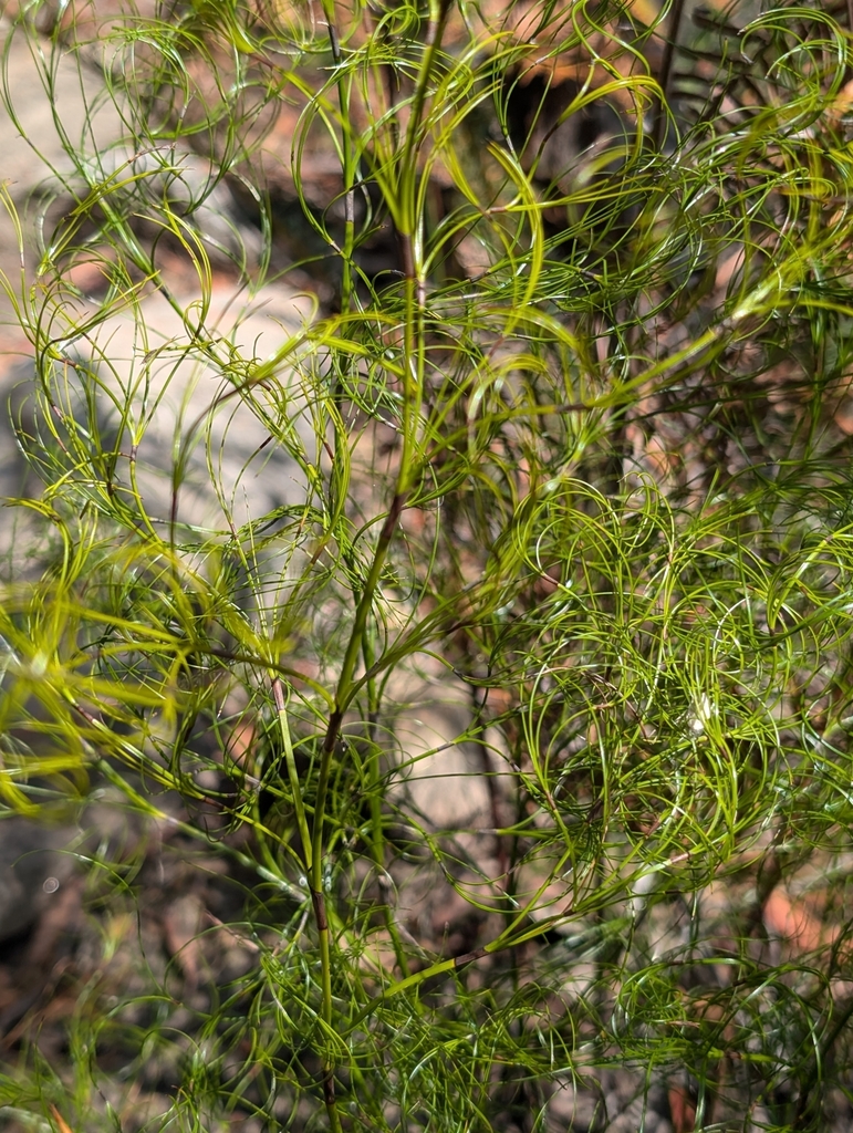 (Caustis) - Botanical Realm