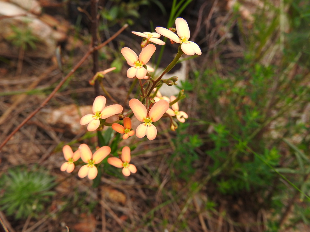 Stylidium pubigerum from Gidgegannup WA 6083, Australia on October 20 ...