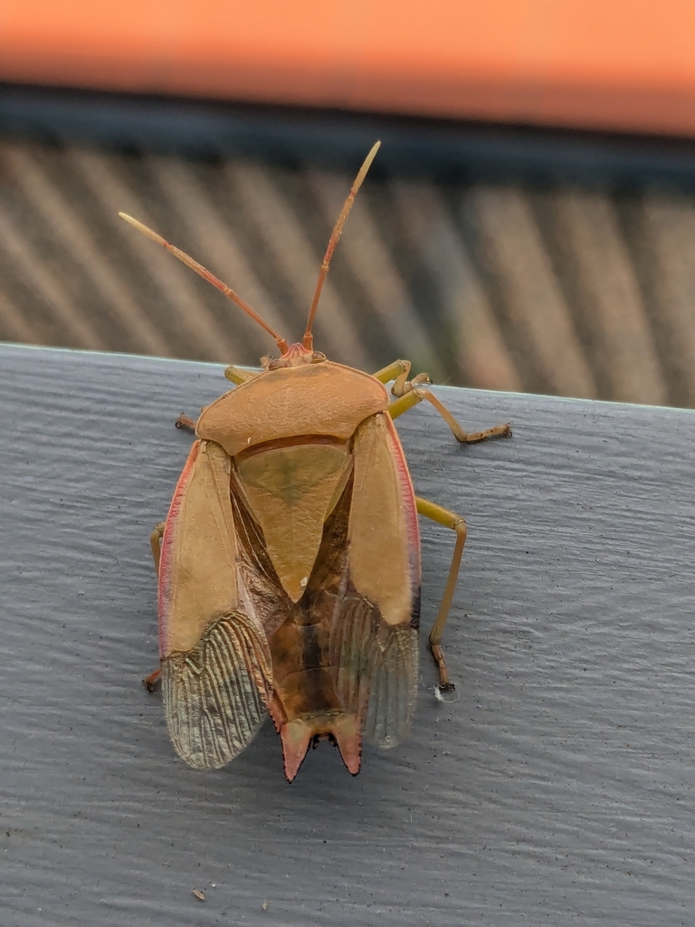 Lychee Stink Bug from Moorooka QLD, Australia on October 20, 2024 at 12 ...