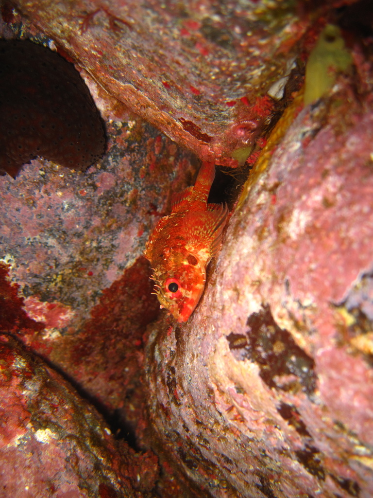 Rainbow Scorpionfish from Ensenada, B.C., México on October 10, 2013 at ...