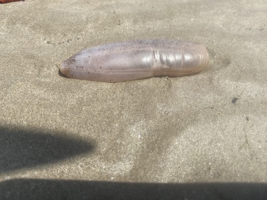 Caudinidae from Shoal Bay, Buffalo Creek, NT, AU on October 20, 2024 at ...