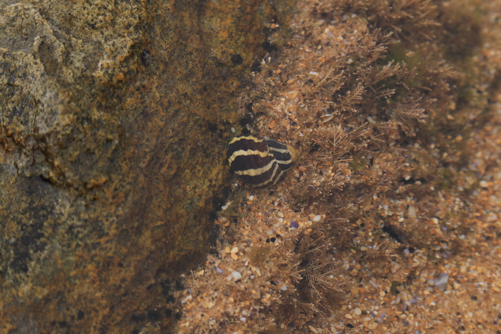 Zebra Top Snail from Sydney NSW, Australia on October 5, 2024 at 01:41 ...
