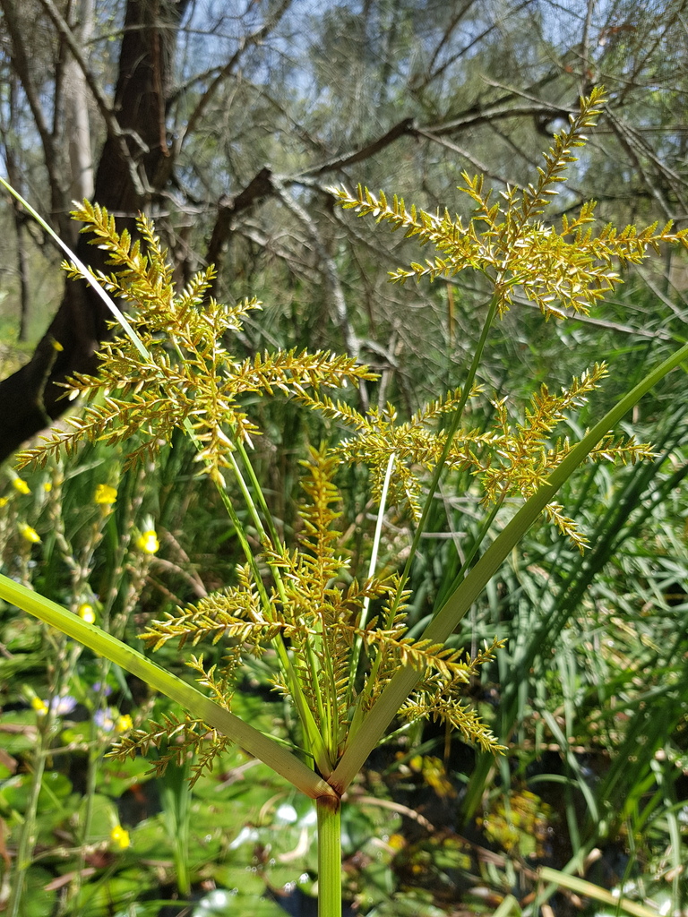 Giant Sedge from Brisbane QLD, Australia on December 3, 2019 at 09:34 ...