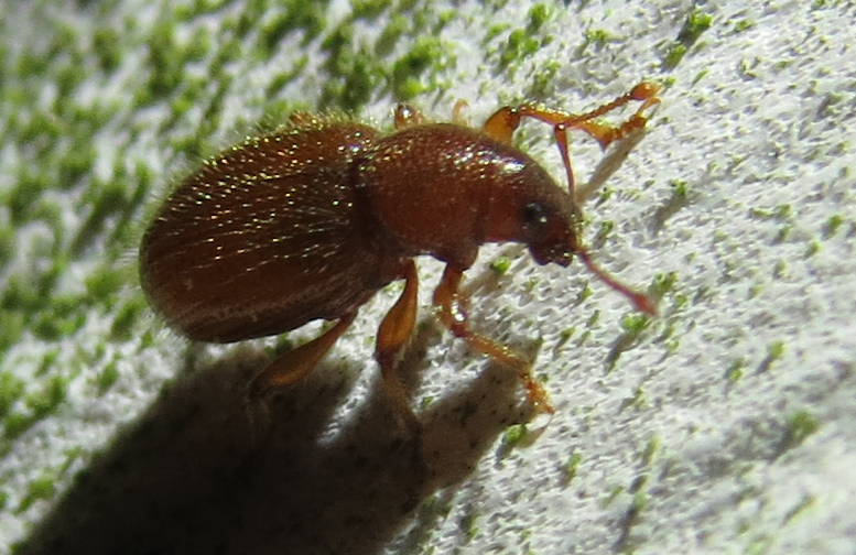 True Weevils from Upper Midland Rd, Norton, NB E5T, Canada on July 2 ...