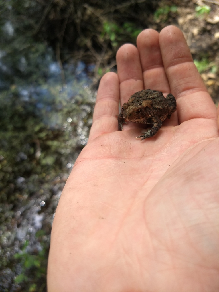American Toad from Linden Hills, Minneapolis, MN, USA on July 08, 2019 ...