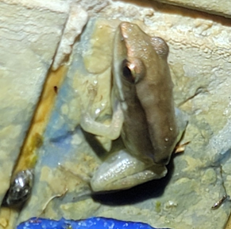 Fine-spined Frog in October 2024 by Amaël Borzée · iNaturalist