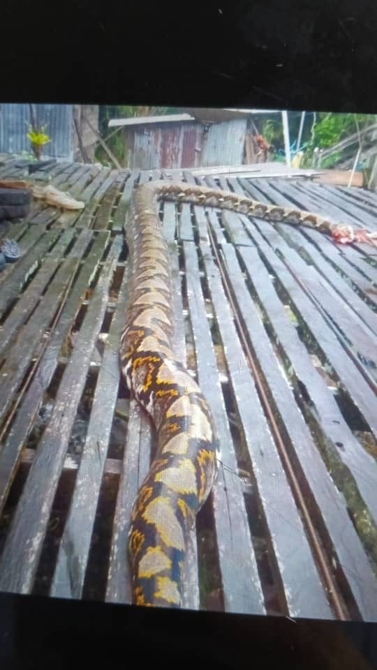 Reticulated Python from Borneo, Kapit, Sarawak, MY on October 20, 2024 ...