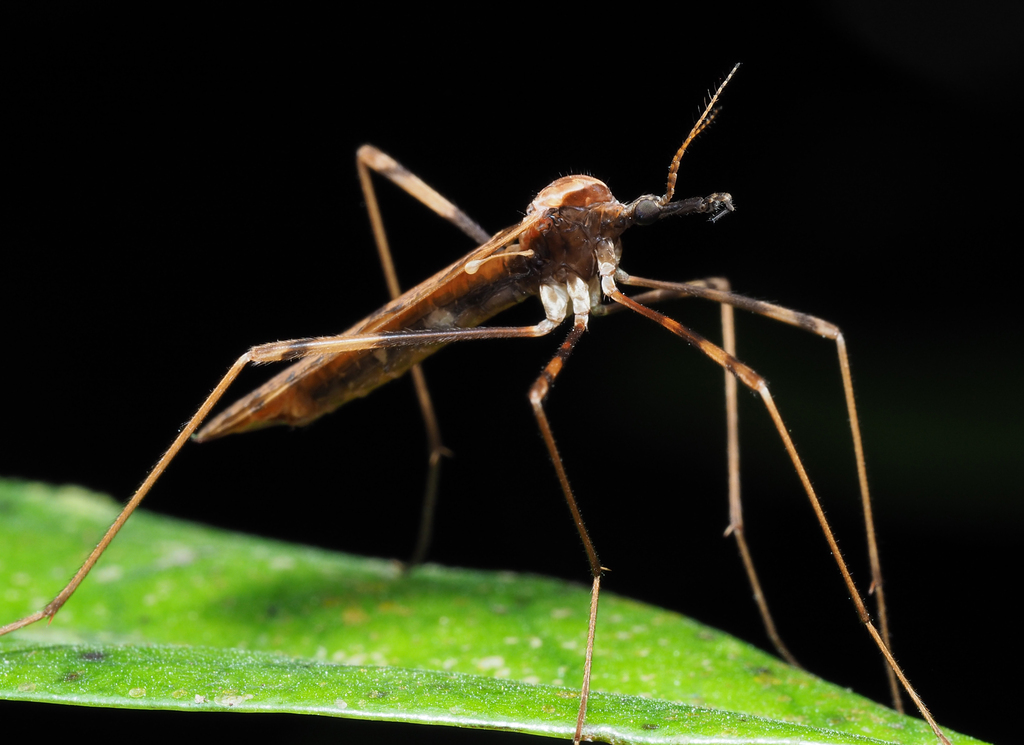 Rhamphophila sinistra from Oropi 3173, New Zealand on October 20, 2024 ...