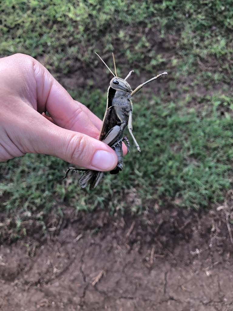 Garden Locust from Kiambu, Kiambu, Central, KE on July 8, 2019 at 03:37 ...