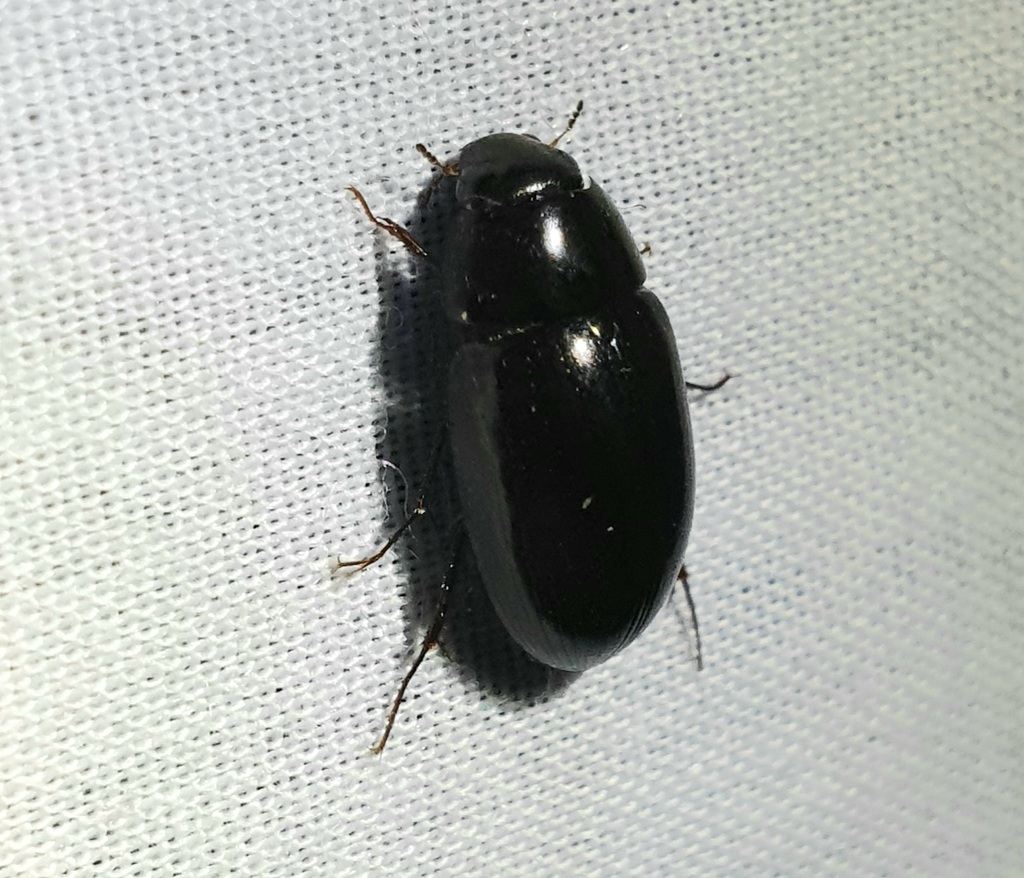 Limnoxenus from Lesmurdie WA 6076, Australia on October 19, 2024 at 07: ...