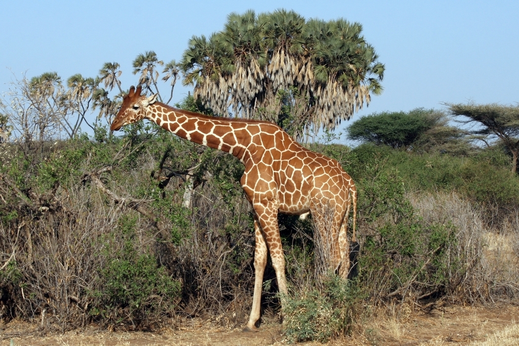 Reticulated Giraffe (Giraffa reticulata) - Know Your Mammals