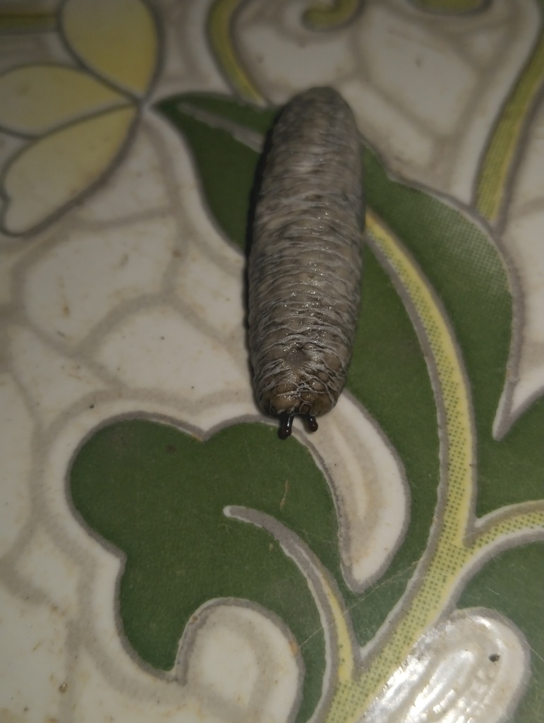 Harold Dundee's Leatherback Slug from Churhe Bada, Brahmapuri ...