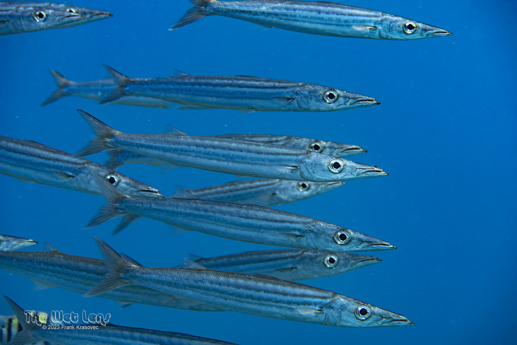 Northern Sennet (Sphyraena borealis) - Marine Life Identification