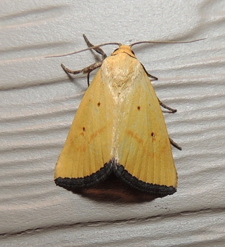 Three-spotted Lemon Moth (Marimatha tripuncta) · iNaturalist Guatemala