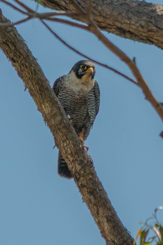 Peregrine Falcon from Ellison Public School, Comet Pl, Springwood NSW ...