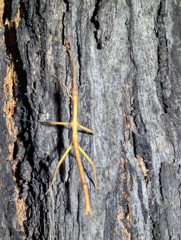 Giant Spiny Acrophylla from MacKenzie QLD 4156, Australia on October 18 ...