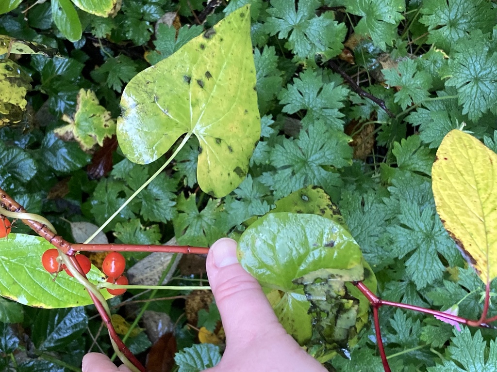 Black Bryony from Birdworld, Farnham, England, GB on October 20, 2024 ...