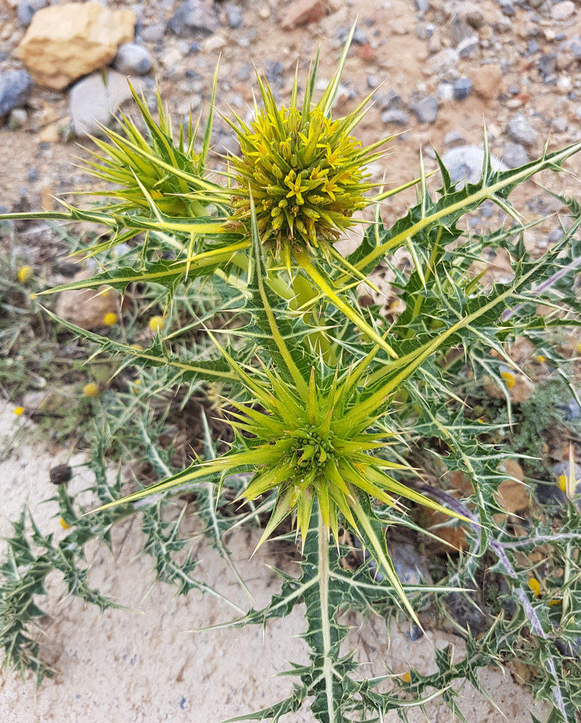 (Gundelia komagenensis) - Botanical Realm