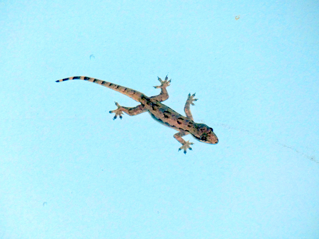 Flat-tailed House Gecko from Vientiane, Laos on October 20, 2024 at 06: ...