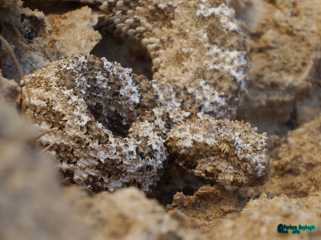 Spider-tailed Horned Viper (Pseudocerastes urarachnoides) - Snakes and ...