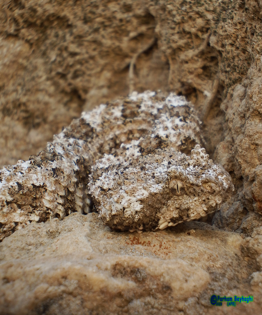 Spider-tailed Horned Viper (Pseudocerastes urarachnoides) - Snakes and ...