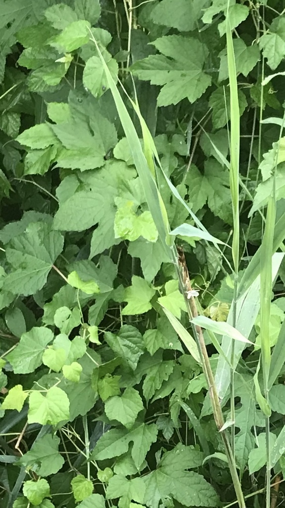 blue wild rye on July 08, 2019 at 03:39 PM by jonmiller11 · iNaturalist