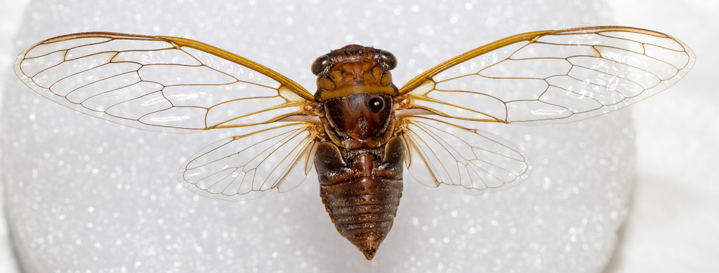 Olympic Scrub Cicada from Citrus Springs, FL, USA on July 6, 2001 at 09 ...