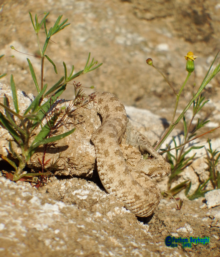 Spider-tailed Horned Viper (Pseudocerastes urarachnoides) - Snakes and ...
