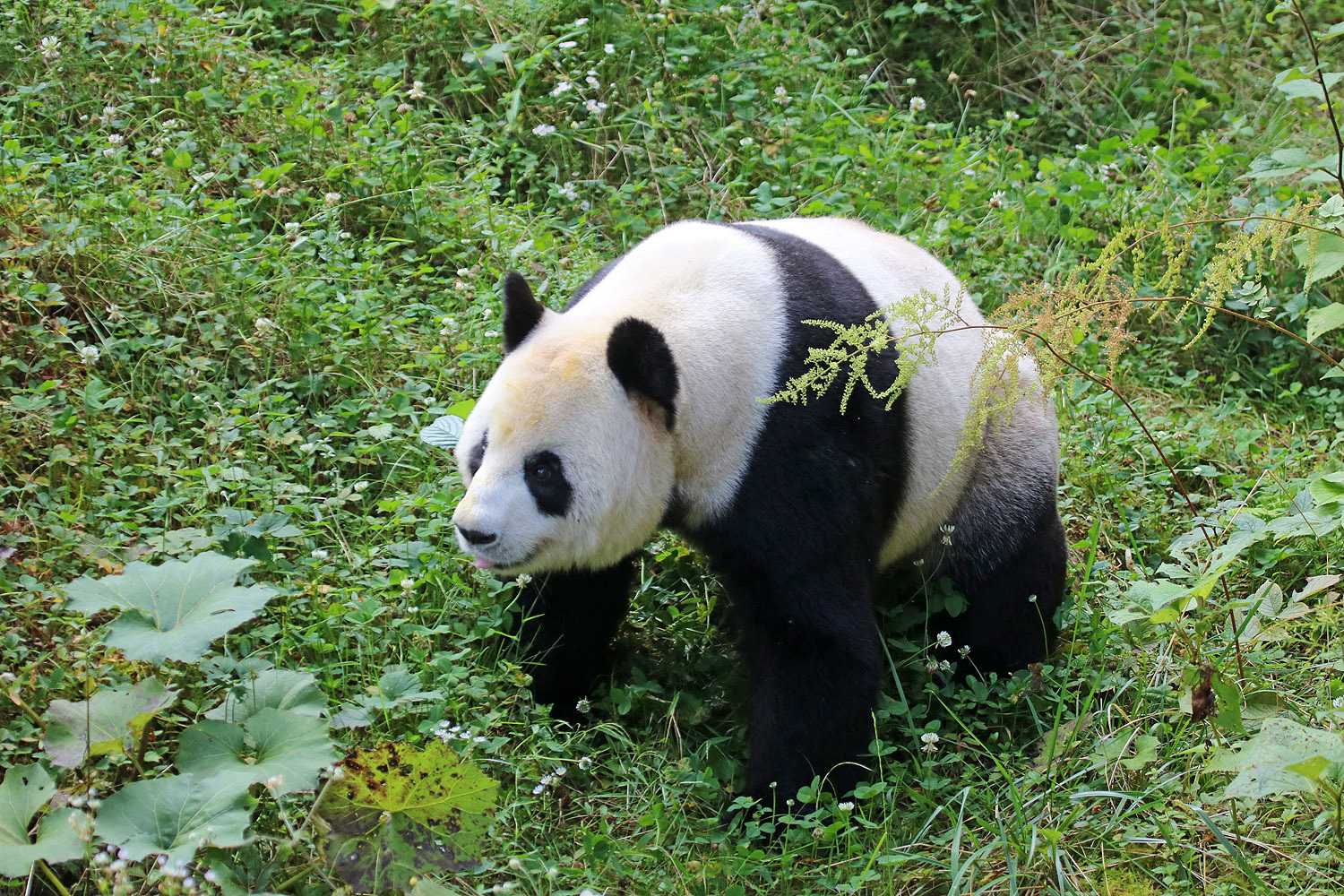 Panda Bear Vision