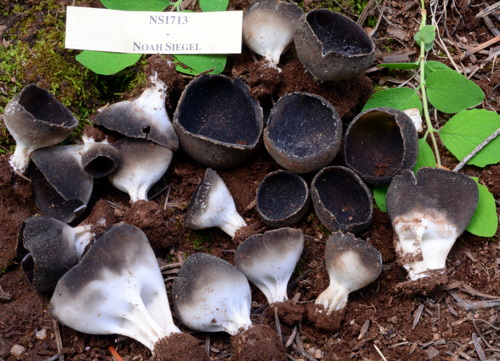 sooty cup (Fungi of southern Africa) · iNaturalist